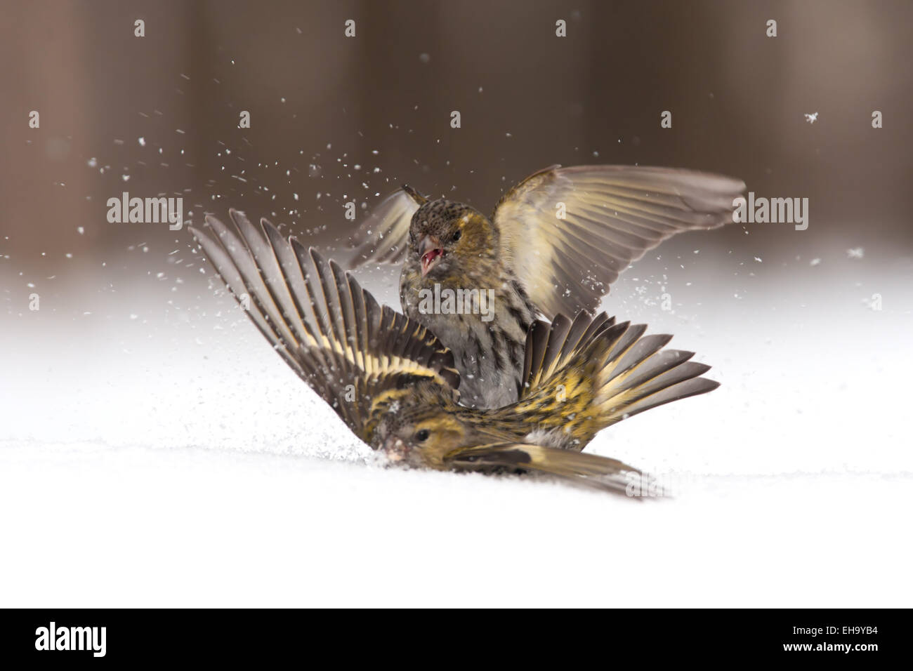 The battle of winter and spring hi-res stock photography and images - Alamy