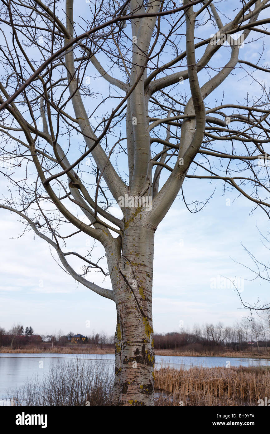 Populus tremula aspen tree by blue water lake lake rural countryside ...