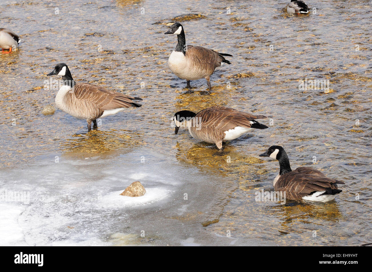 Canadian gander hi-res stock photography and images - Alamy