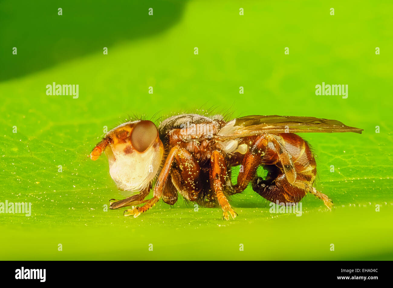 Thick headed fly Myopa testacea resting on a leaf Stock Photo - Alamy