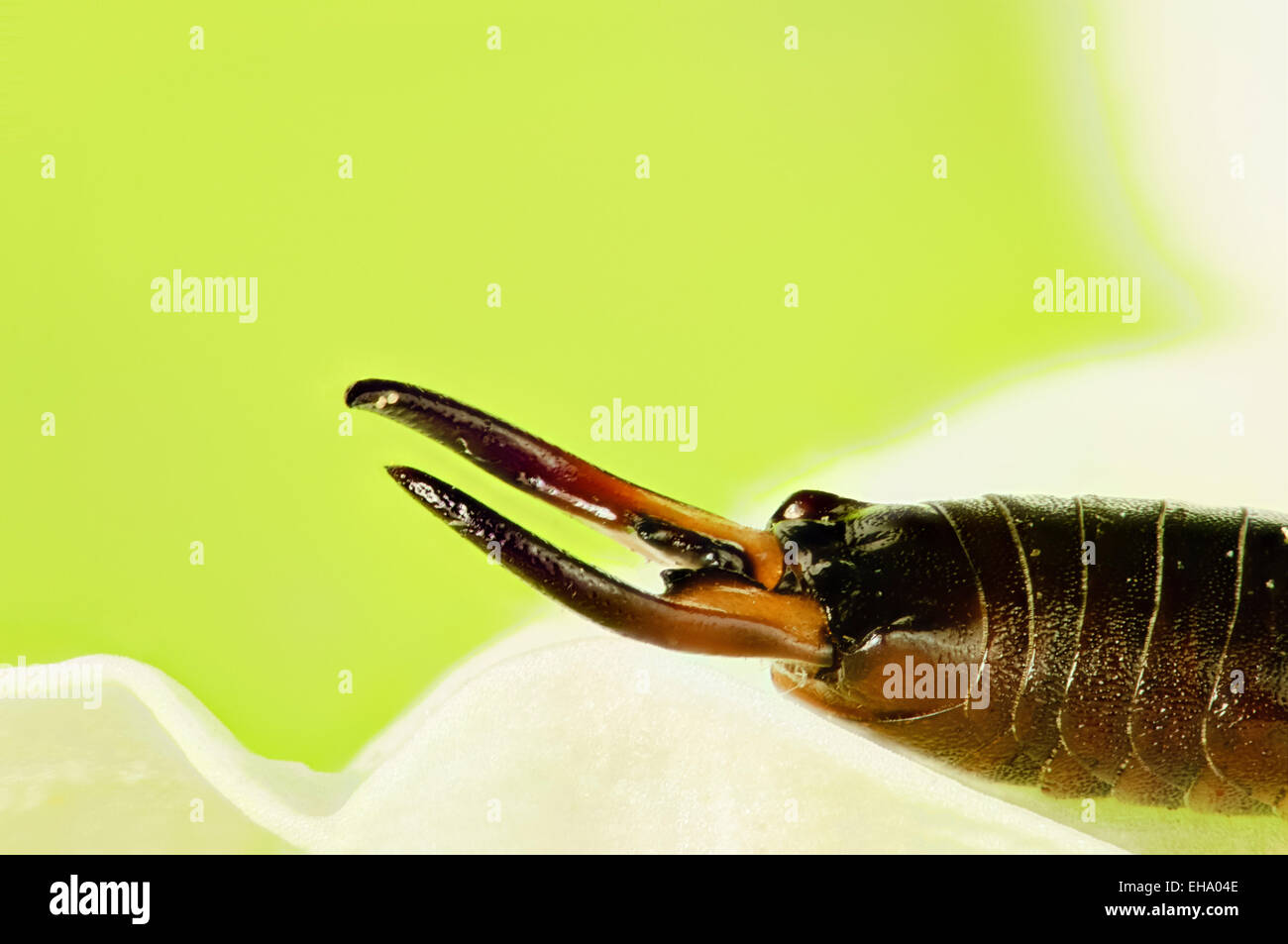Earwig Pincers Close Up High Resolution Stock Photography and Images ...