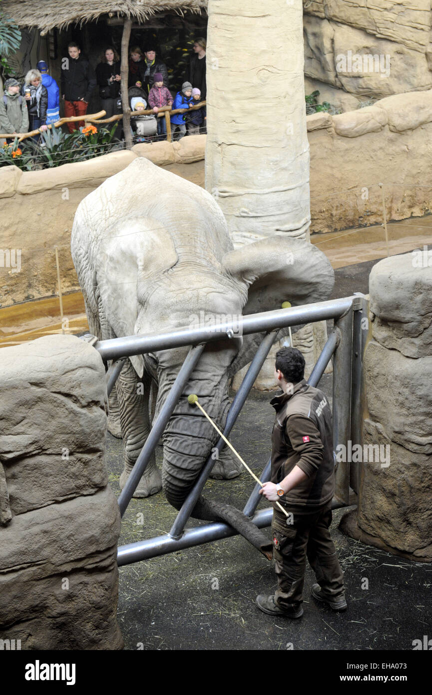 Zoo keeper Milan Svoboda trains three female elephants in Zlin Zoo ...