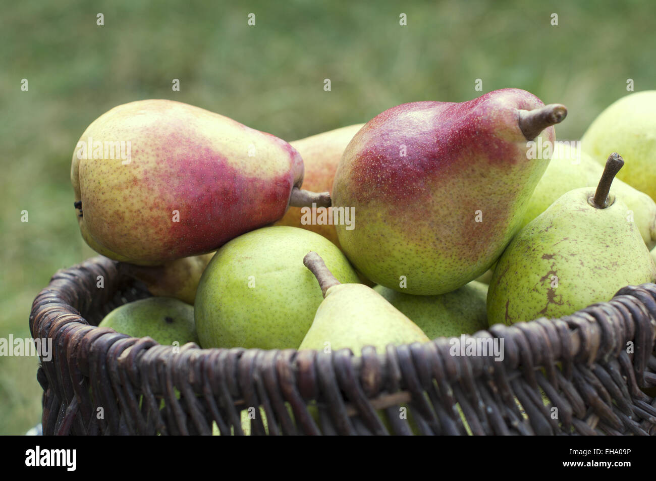 Pears in basket Stock Photo - Alamy