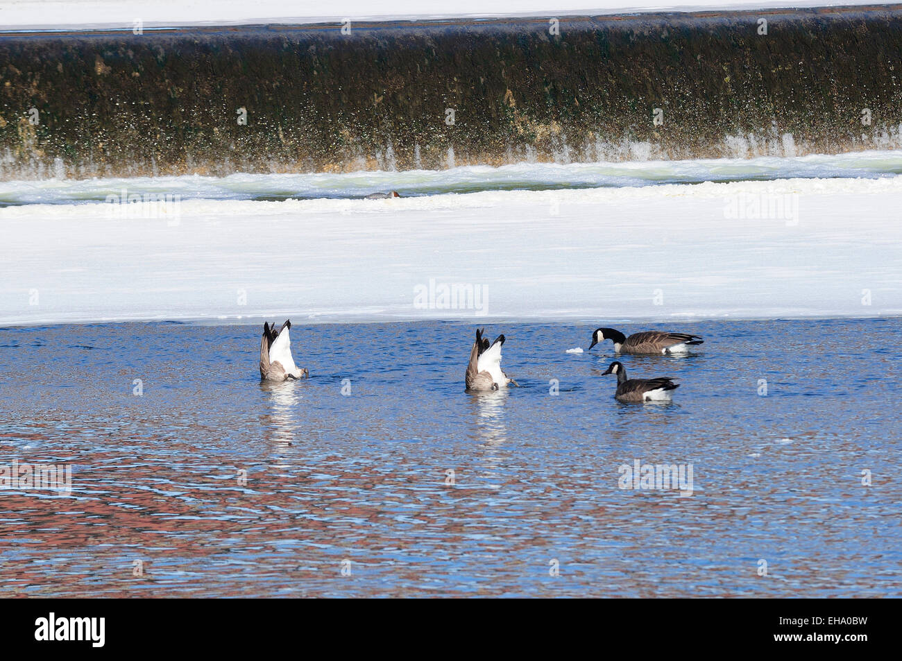 Dabbling geese hi-res stock photography and images - Alamy