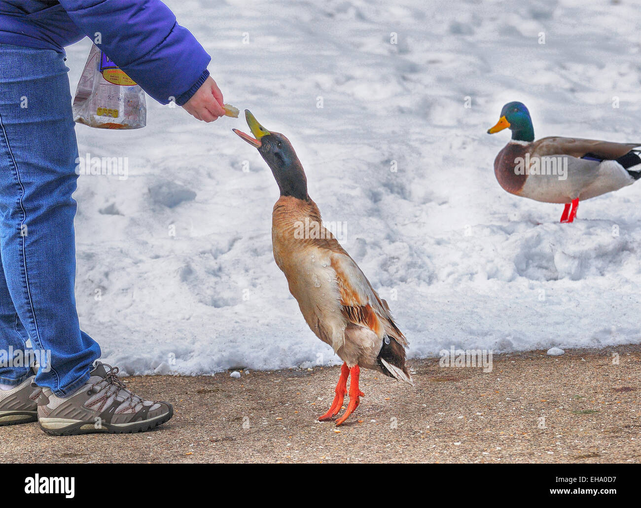 A rare Tan and Brown Mallard Duck. Anas platyrhynchos Stock Photo - Alamy