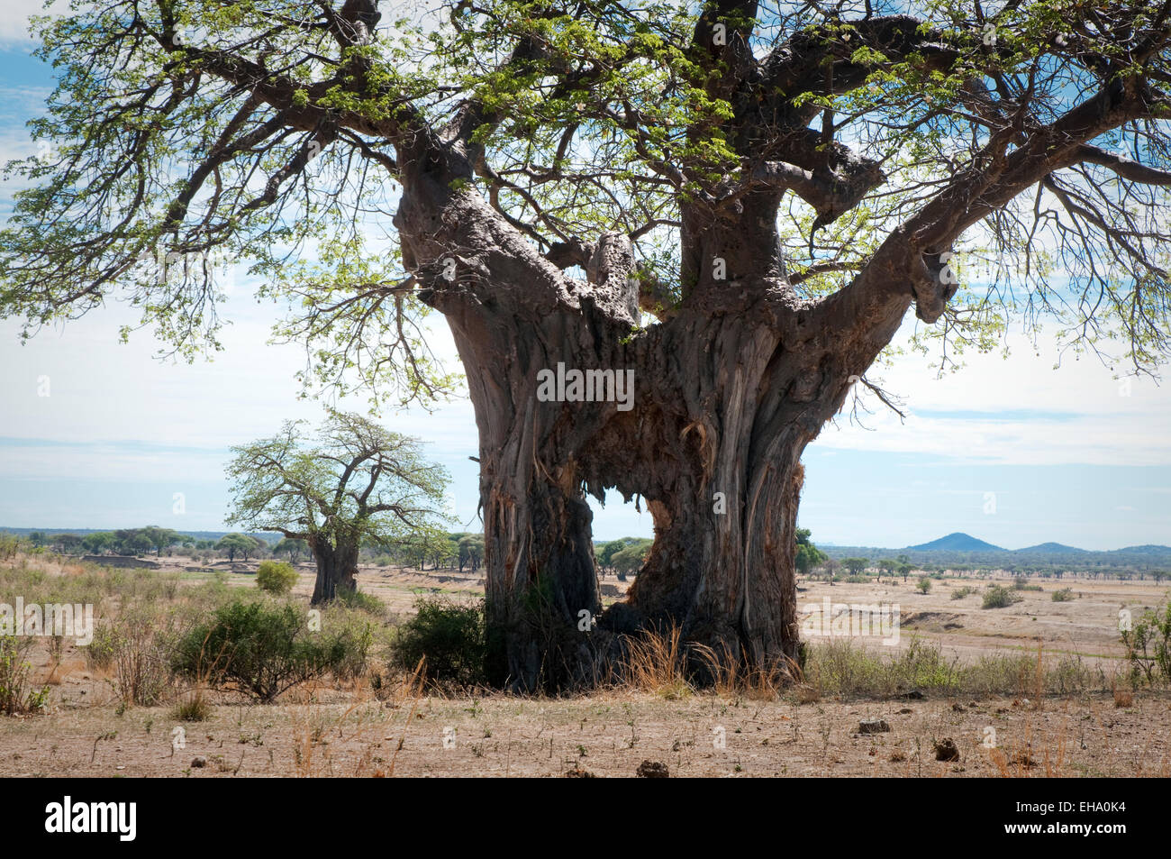 Scenic of old Baobab tree with large hole in trunk Stock Photo - Alamy