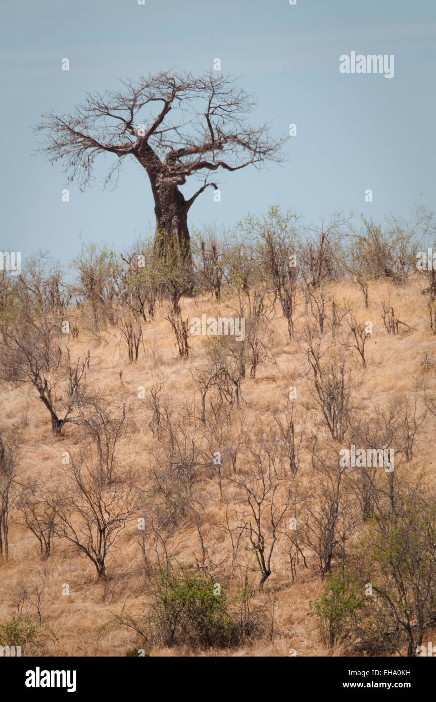 Baobab tree on top of hill Stock Photo - Alamy