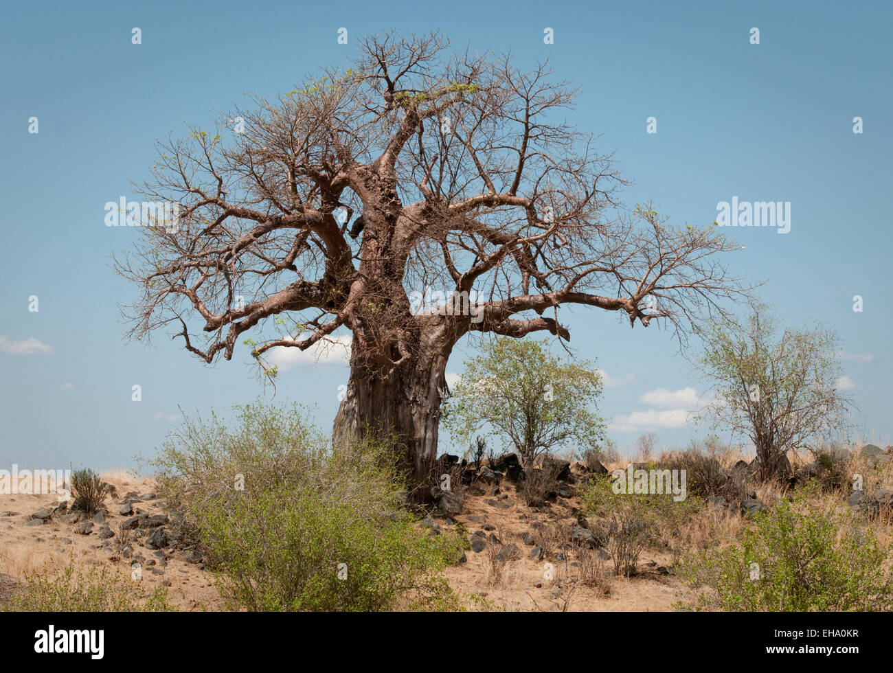 Old baobab tree hi-res stock photography and images - Alamy