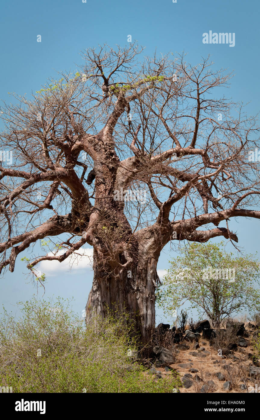 Old baobab tree hi-res stock photography and images - Alamy