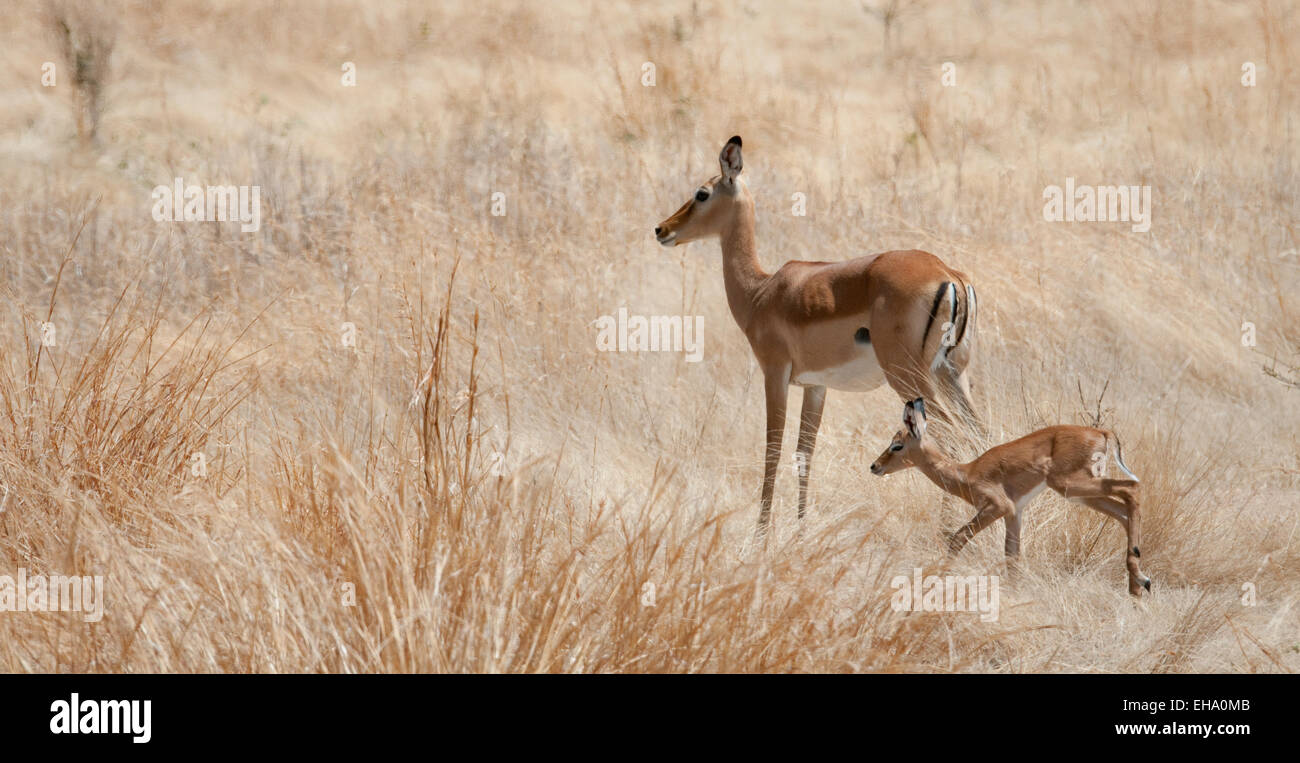 Impala and newborn baby together in golden grasses Stock Photo - Alamy
