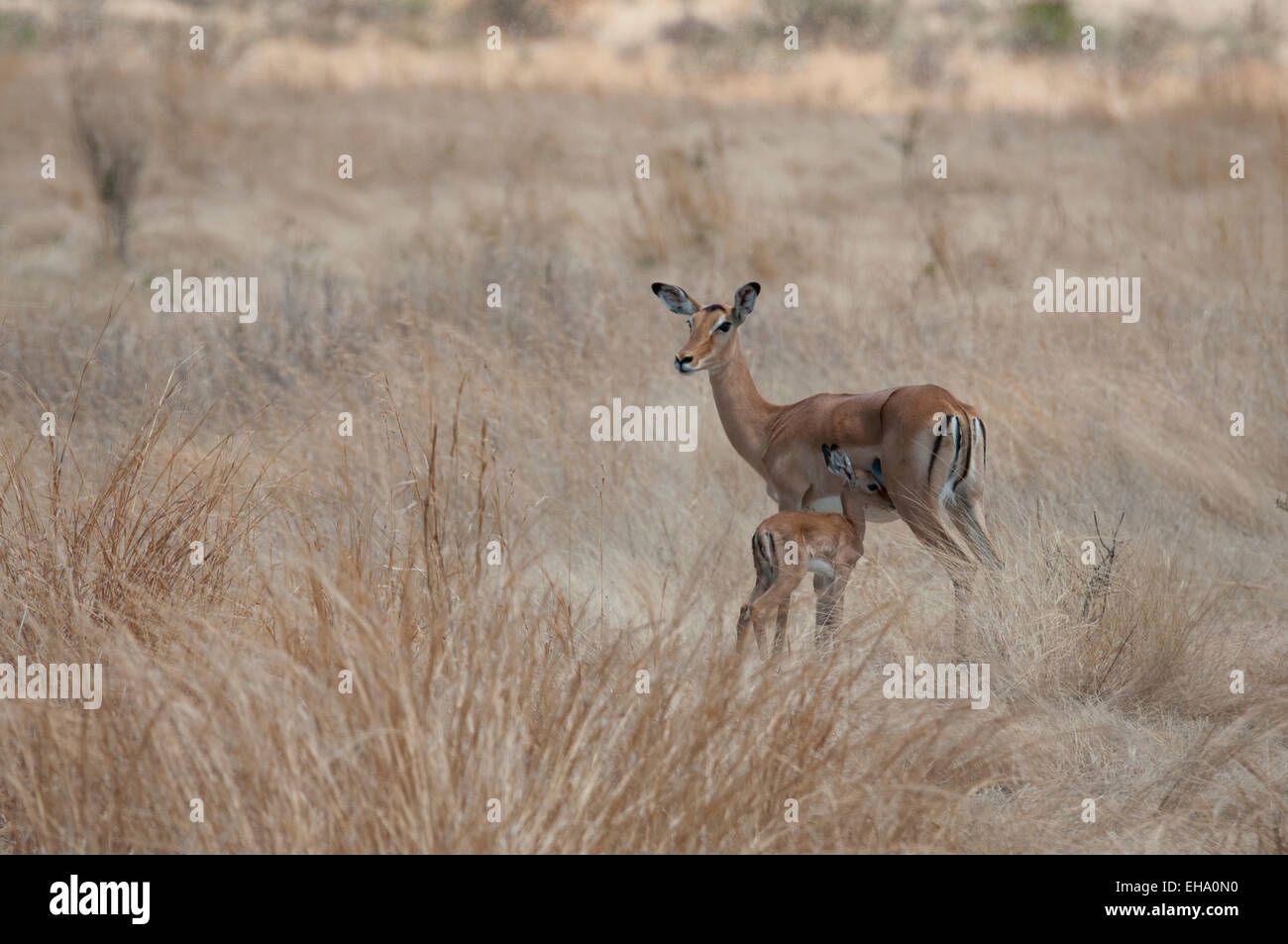 Impala baby by mother, nursing Stock Photo - Alamy