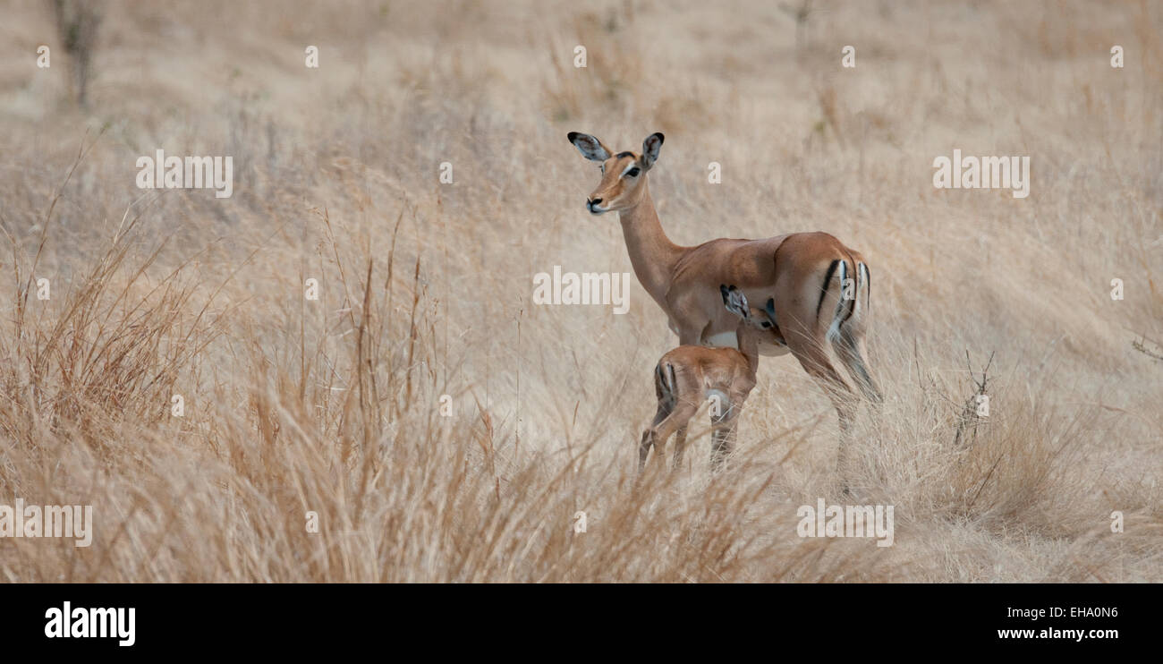 Impala baby nursing hi-res stock photography and images - Alamy