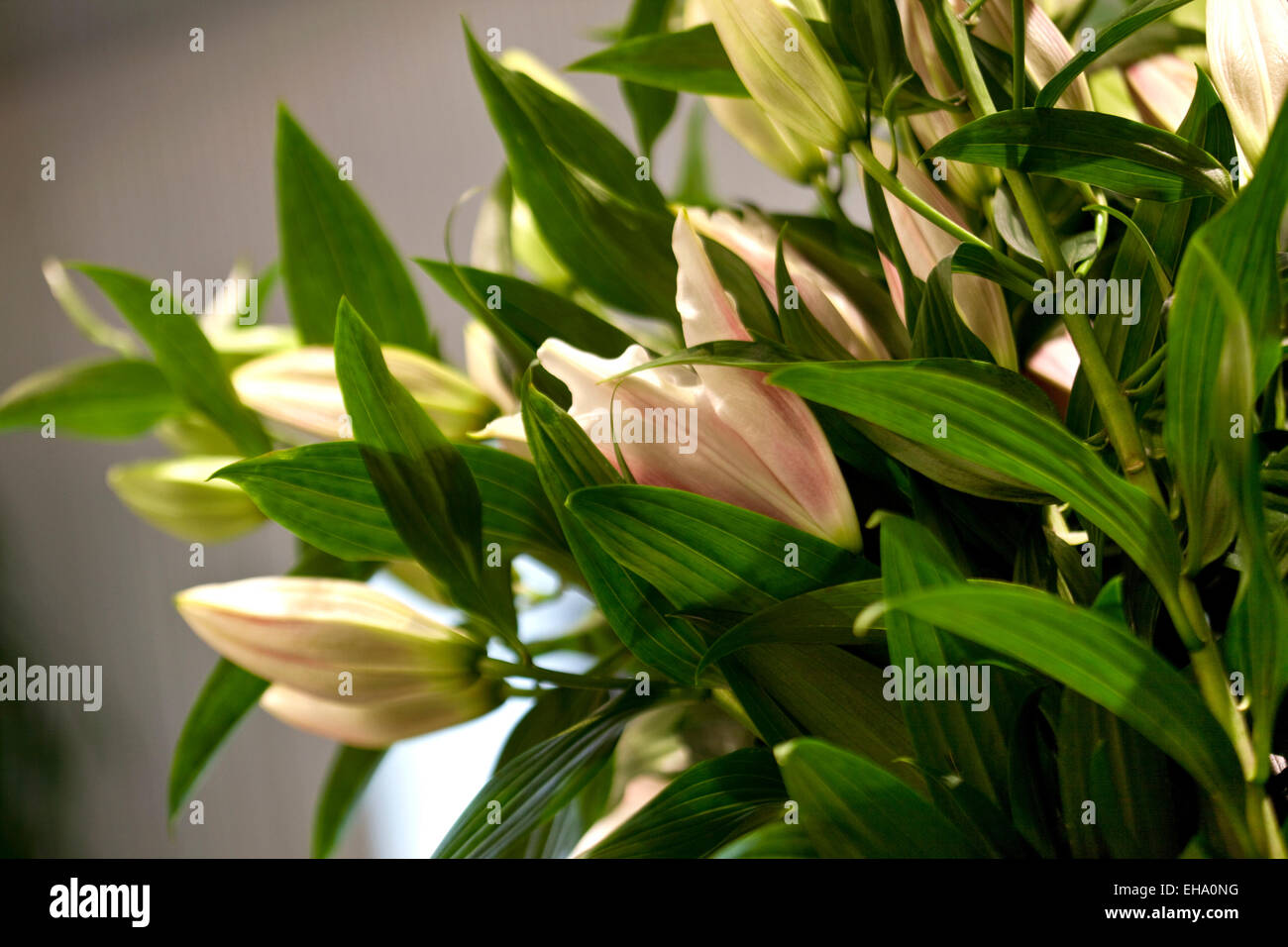 Focus on a bouquet of lilies in a flower shop Stock Photo - Alamy