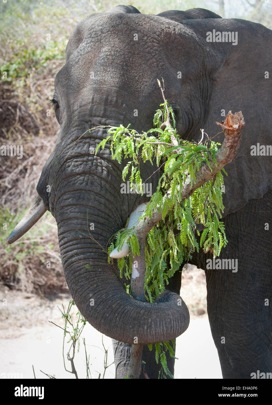 Close up carry tree hi-res stock photography and images - Alamy