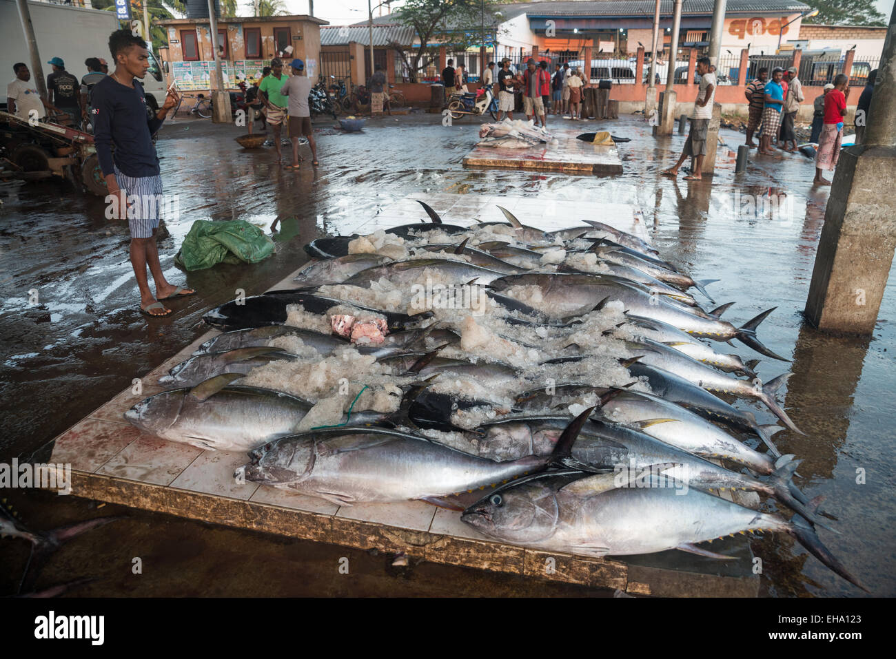 Fresh fish market in Negombo, Sri Lanka Stock Photo - Alamy