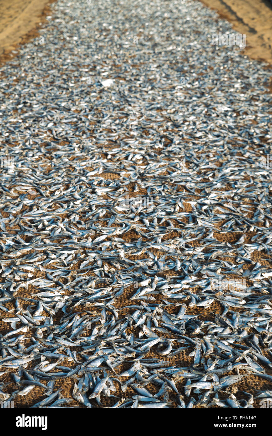 Fish drying technique hi-res stock photography and images - Alamy