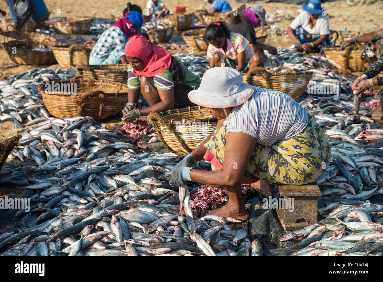 fish processing on the beach at the fish market in Negombo, Sri Lanka ...