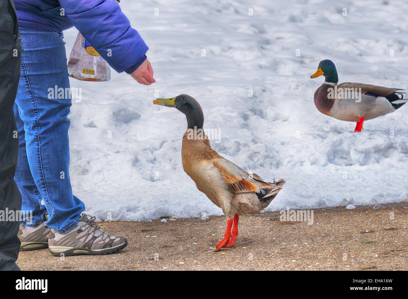 A rare Tan and Brown Mallard Duck. Anas platyrhynchos Stock Photo - Alamy