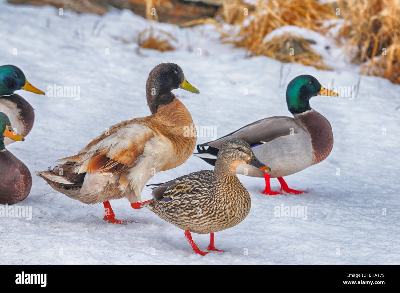 Mallard Ducks in Winter habitat. Anas platyrhynchos. A rare Tan and ...