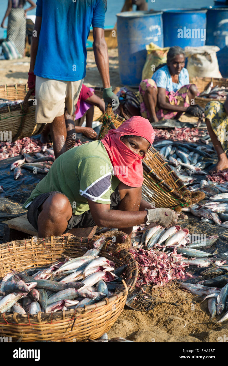 fish processing on the beach at the fish market in Negombo, Sri Lanka ...