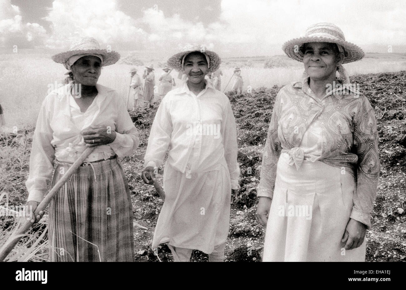 Women working in the cane fields in Barbados Stock Photo - Alamy