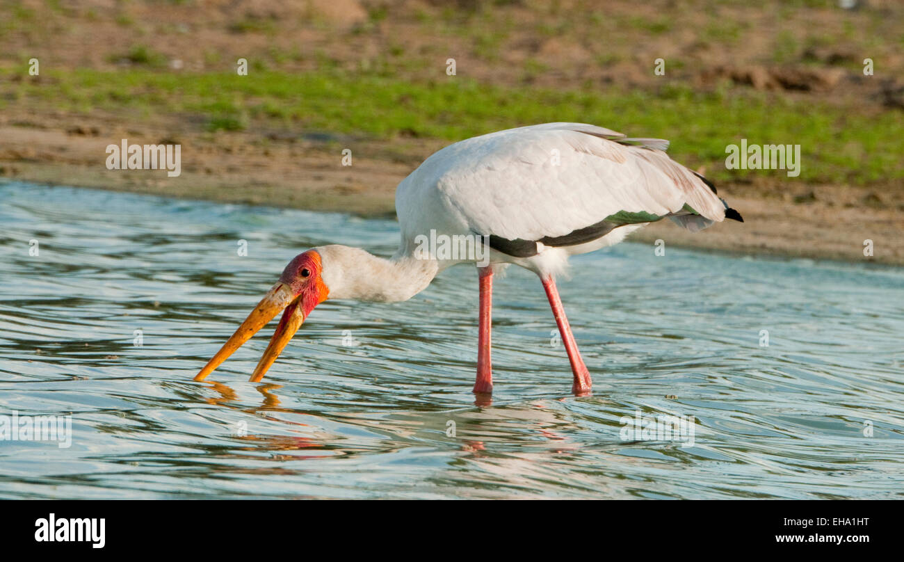 Yellow-billed stork hunting in Rufigi River Stock Photo - Alamy