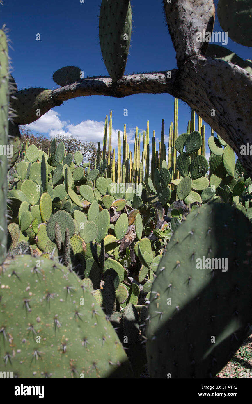 Oaxaca, Mexico - Cactus at the Ethnobotanical Garden of Oaxaca Stock ...
