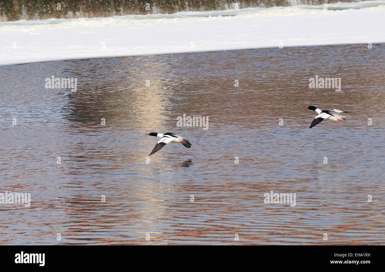 Merganser duck hi-res stock photography and images - Alamy