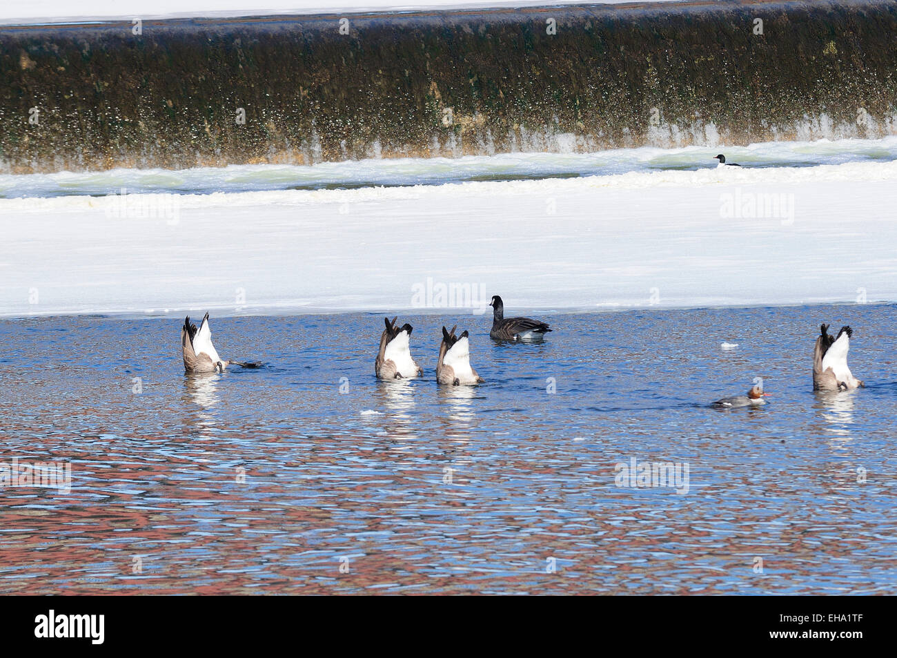 Canadian Geese dabbling upside down in water. Branta canadensis Stock ...