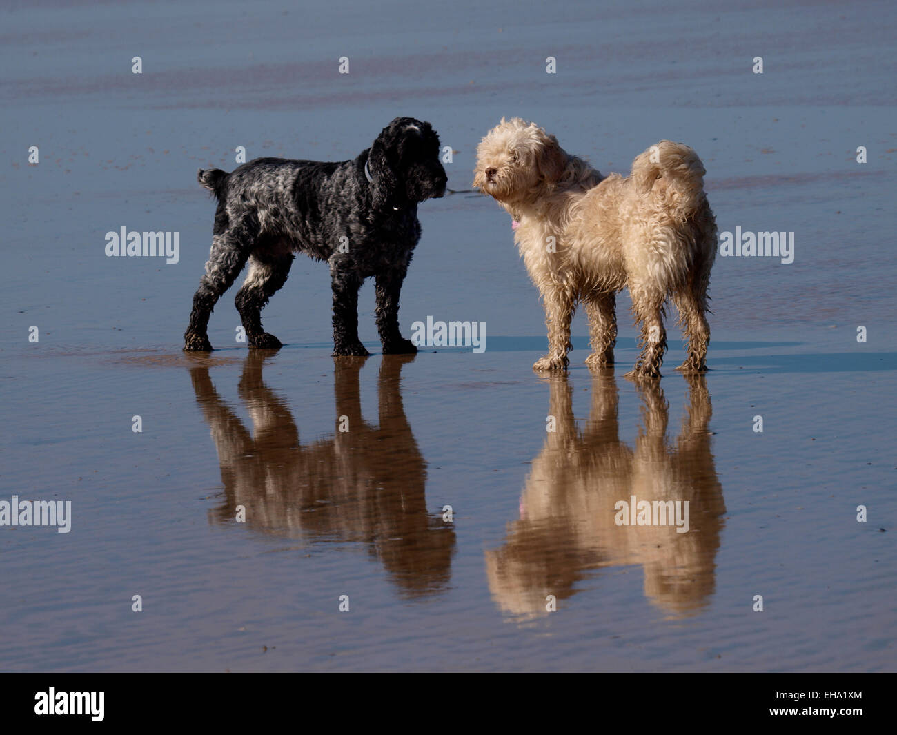 Two Wet Dogs High Resolution Stock Photography and Images - Alamy