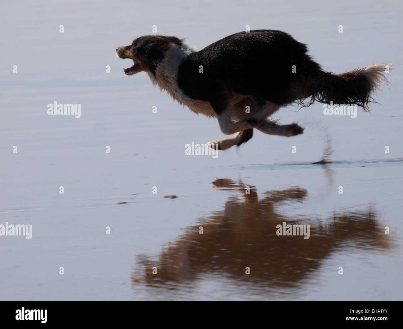 Dog running along the beach in mid stride, UK Stock Photo - Alamy