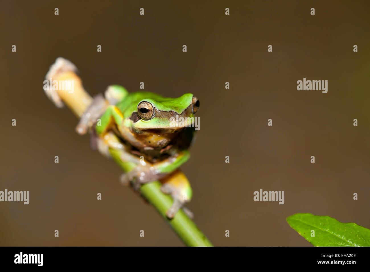 Frogs chirping hi-res stock photography and images - Alamy
