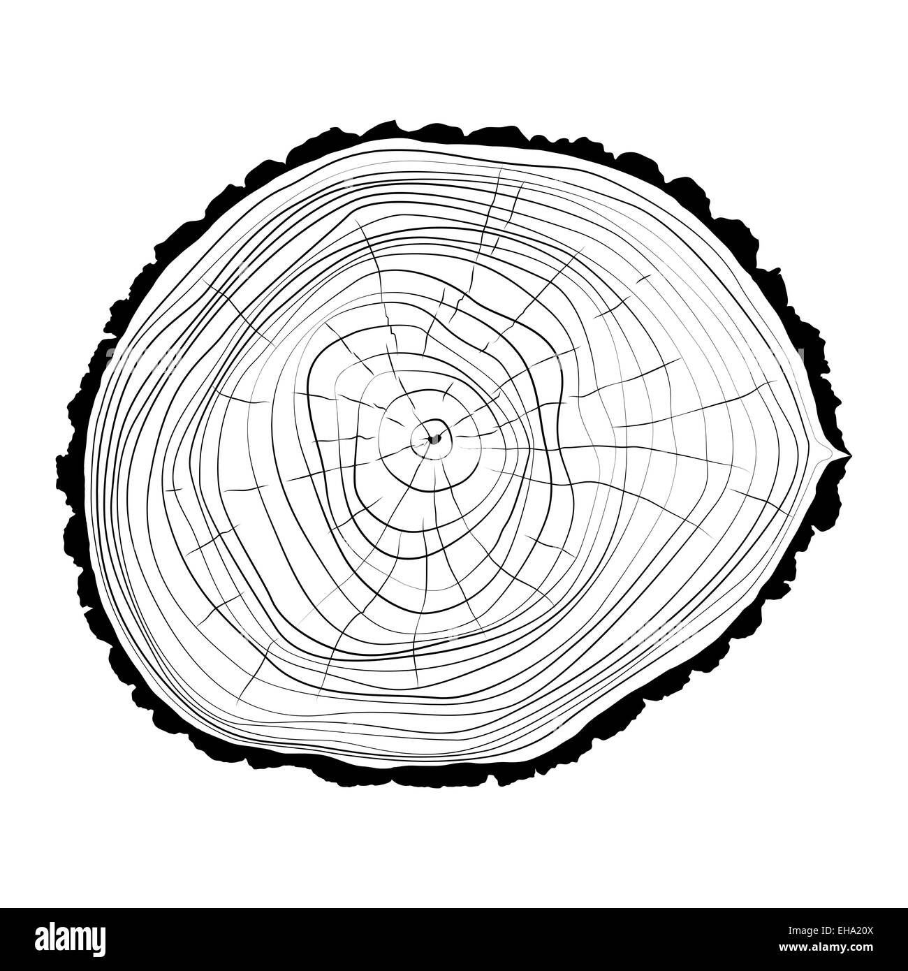 Cross section tree vector Black and White Stock Photos & Images - Alamy