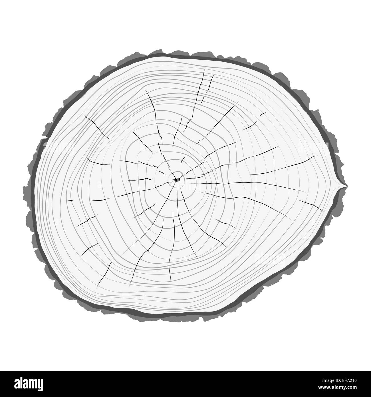 Tree Cross Section Drawing