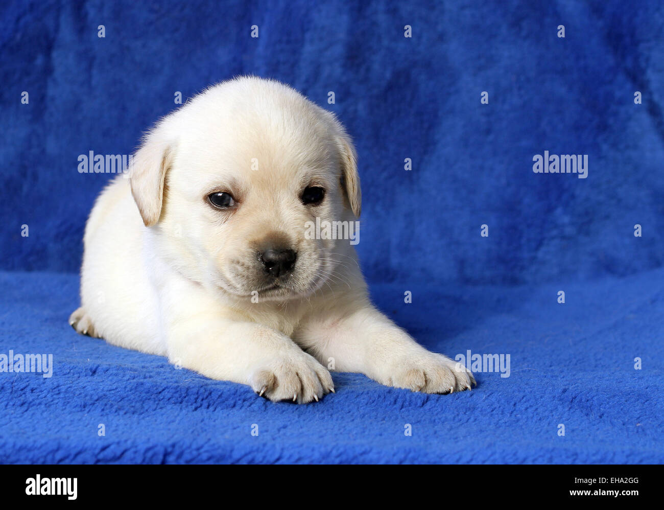 little yellow labrador puppy laying on the blue background Stock Photo ...