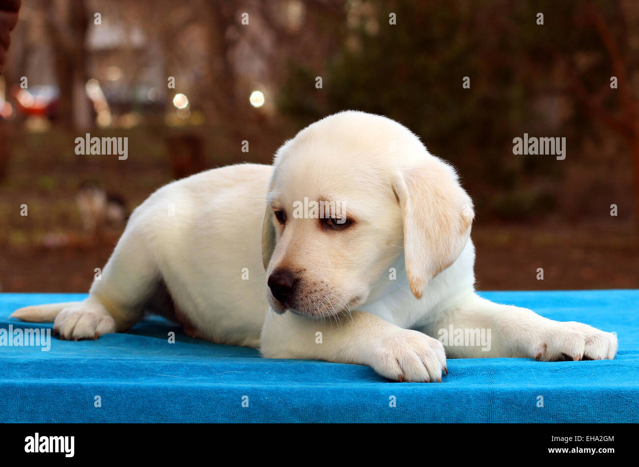 the nice yellow labrador puppy laying on blue background Stock Photo ...
