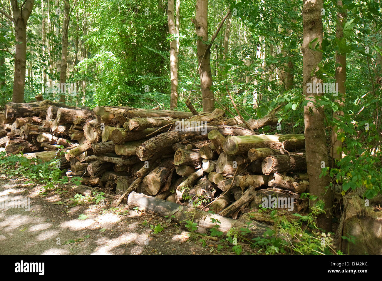 Firewood in a Danish forest. Can be used as background Stock Photo - Alamy