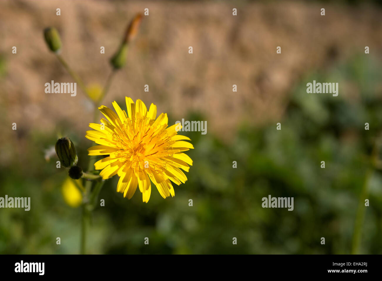 Composition of a fantastic yellow flower ( crepis vesicaria Stock Photo ...