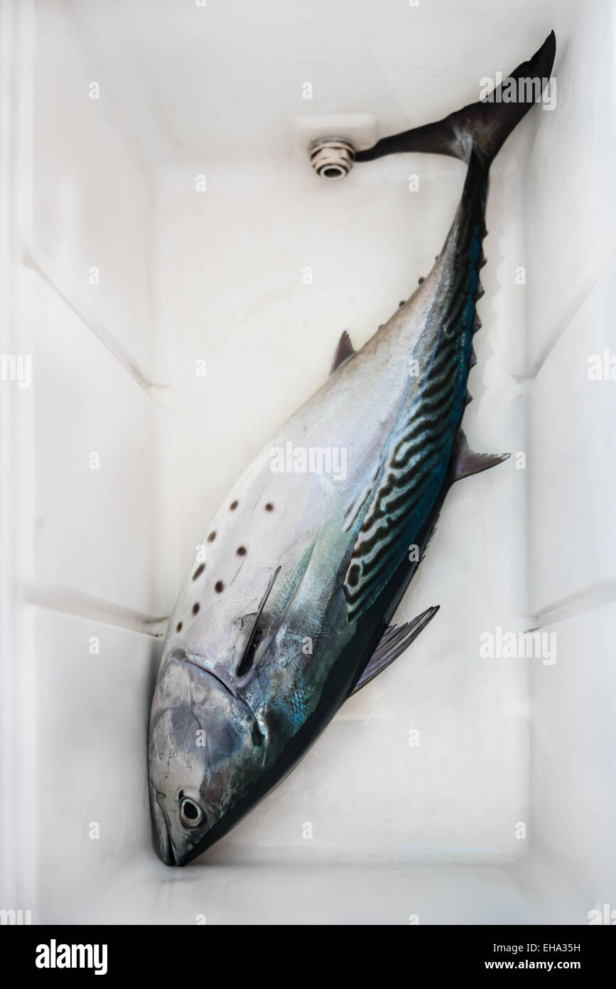 Fresh fishing catch - tuna fish in a plastic box Stock Photo - Alamy