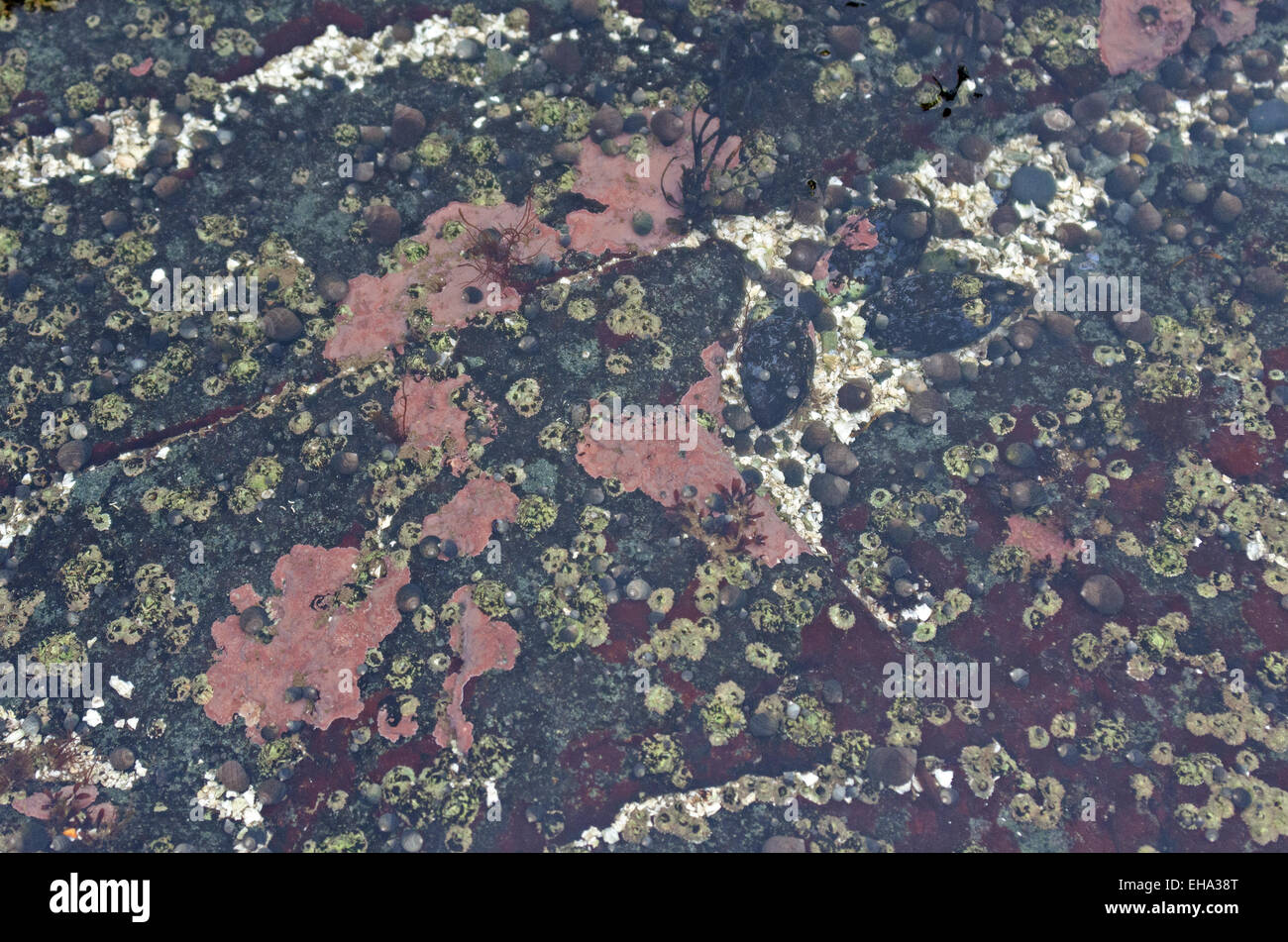 Periwinkle and barnacles in a coralline-encrusted tidepool, Maine Stock ...