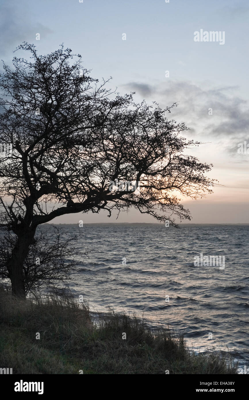 Sunset over the ocean, behind a tree Stock Photo - Alamy