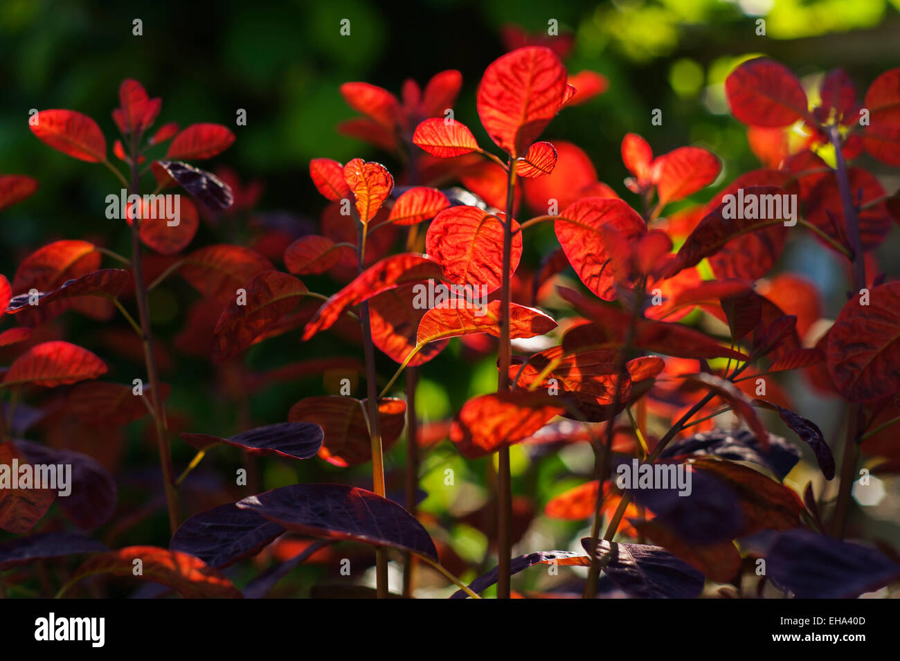 Red smoke bush growing in a Cotswold garden, Gloucestershire, UK Stock ...