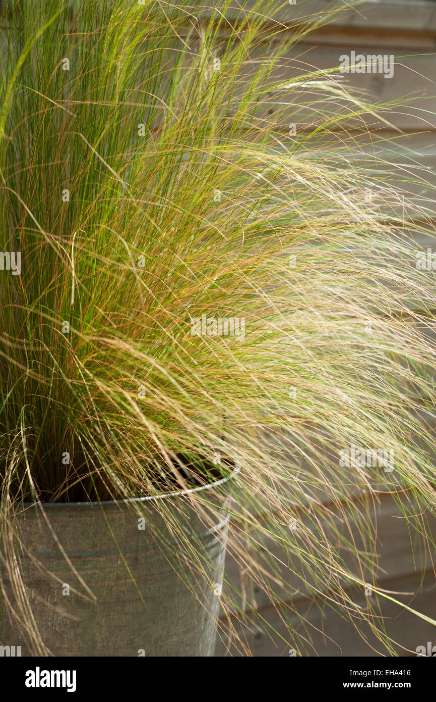 Ornamental grass pots hi-res stock photography and images - Alamy