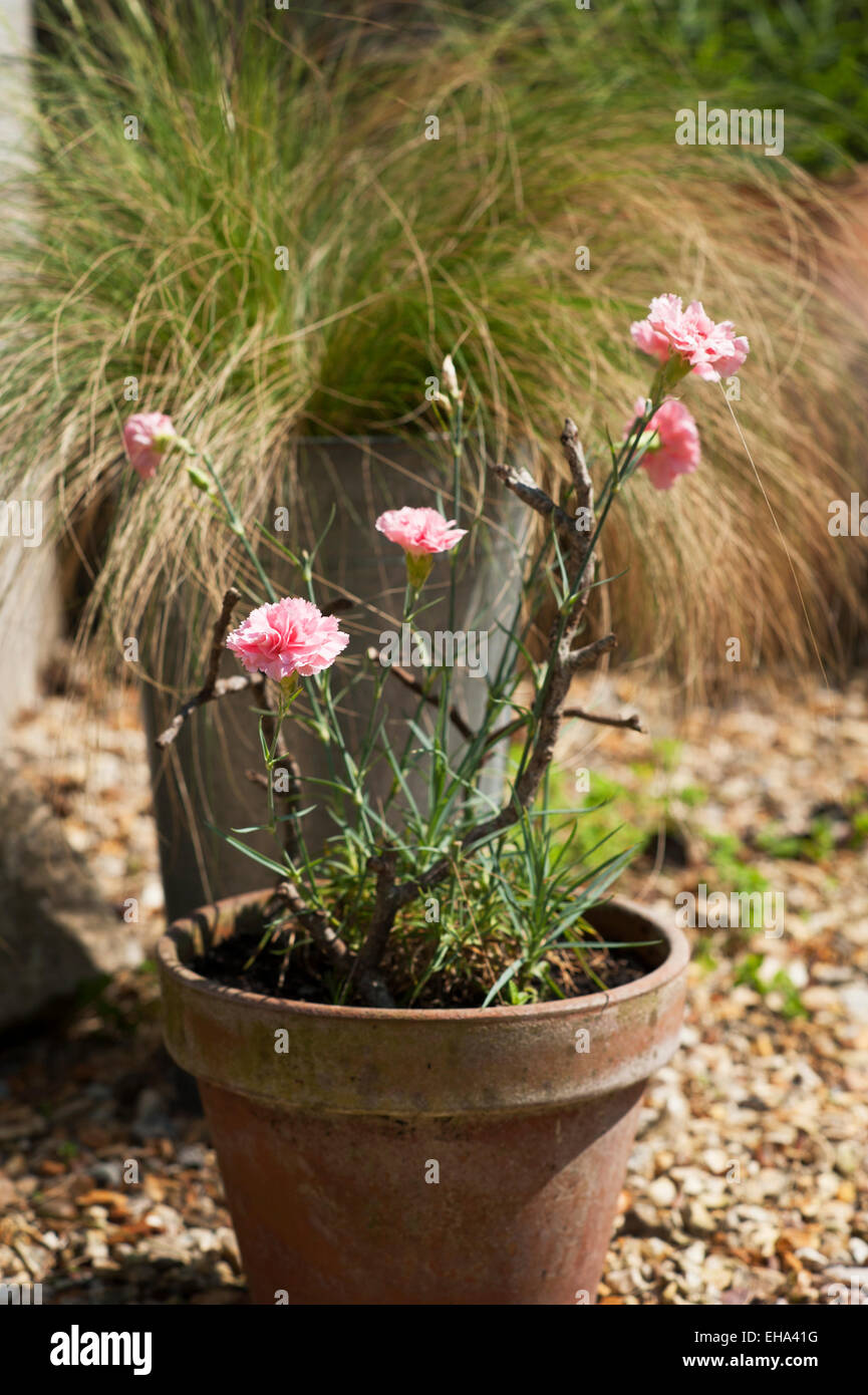 Dianthus Letitia Wyatt growing in a terracotta pot in a Cotswold garden ...