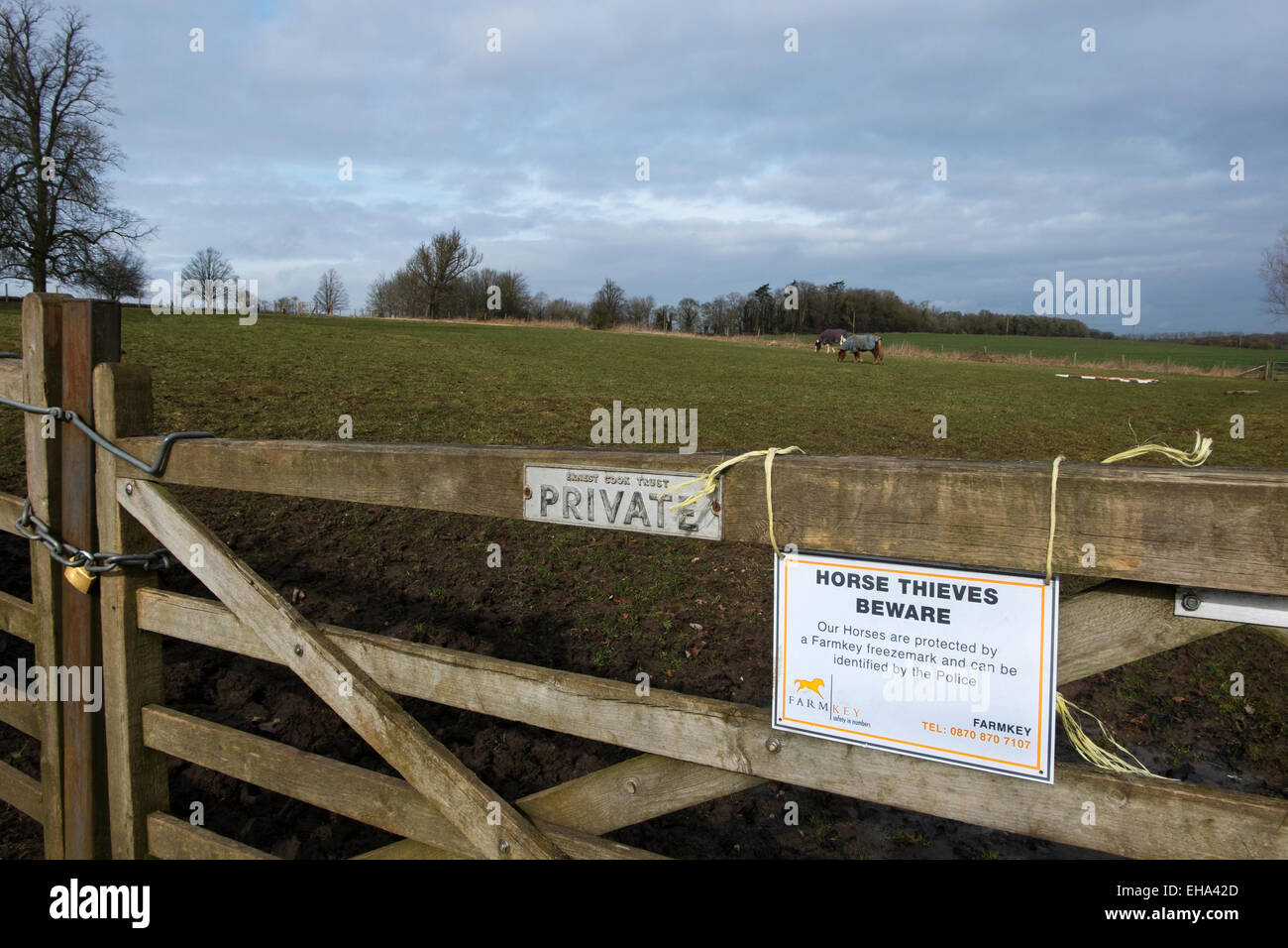 Freezemark horse hi-res stock photography and images - Alamy