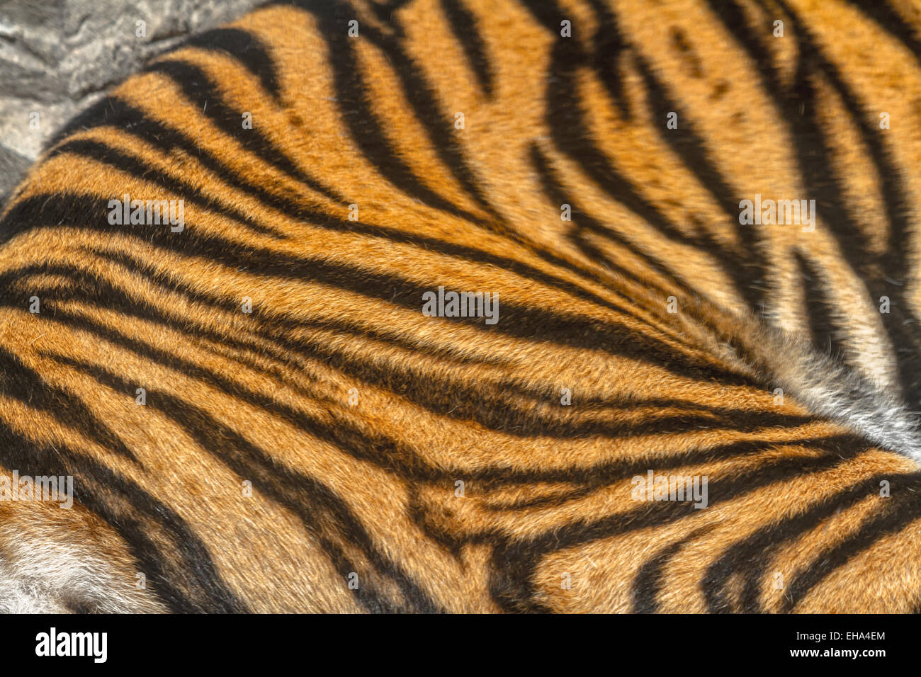 Fantastic detail of the fur of a Bengal tiger Stock Photo - Alamy