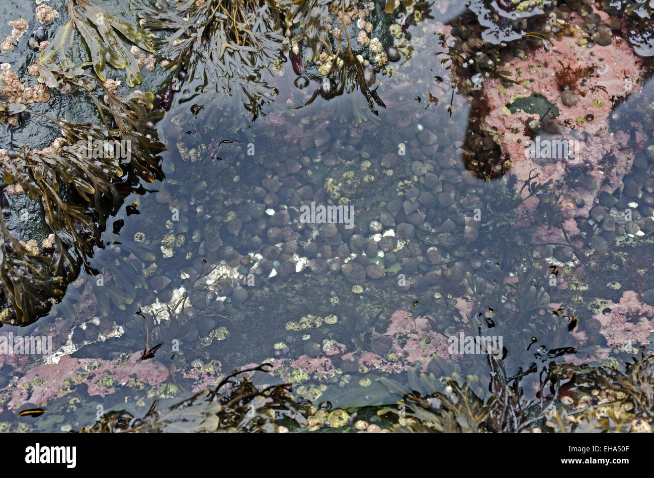 Corallina alga hi-res stock photography and images - Alamy