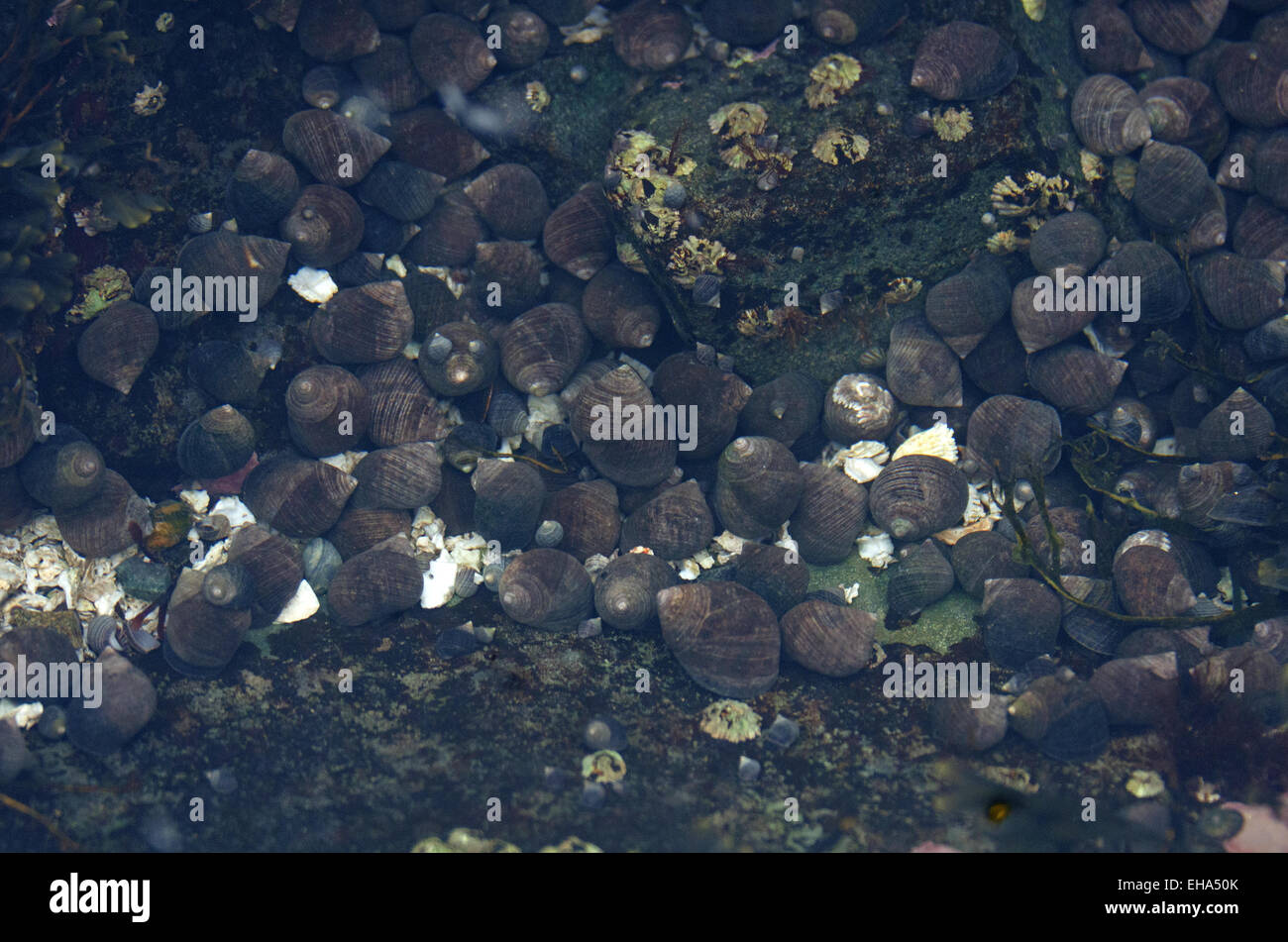 Dozens of periwinkle crowded into a tidepool, Bar Harbor, Maine Stock ...