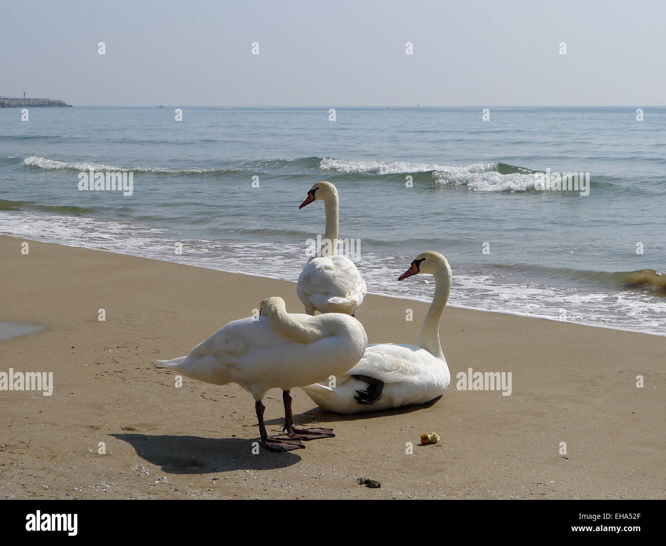 Three Mute swans (Cygnus olor) on beach of seaside resort Sitges ...