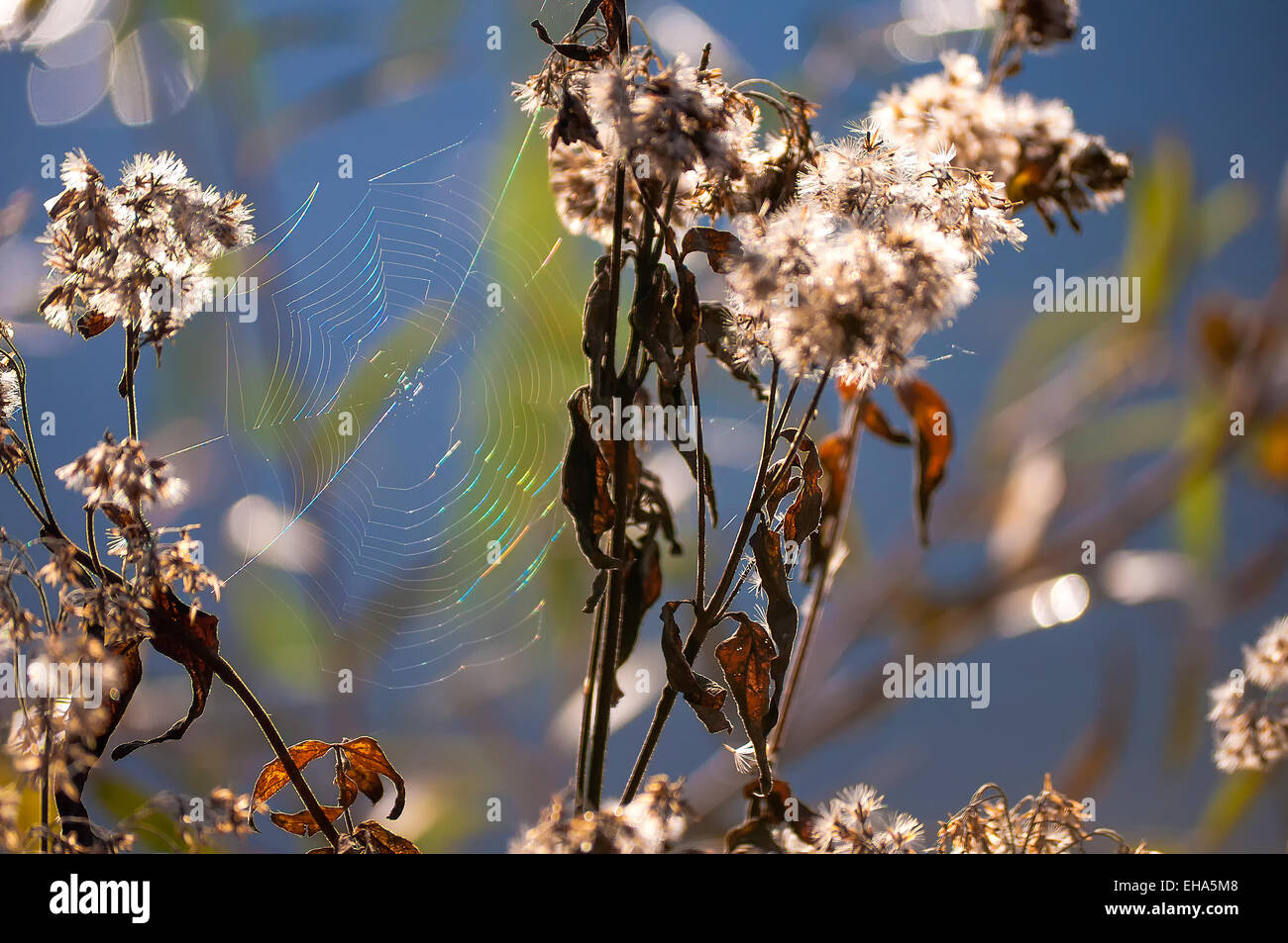 Spider web river hi-res stock photography and images - Alamy